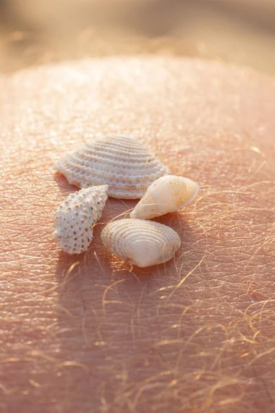 Shell skin Images - Search Images on Everypixel