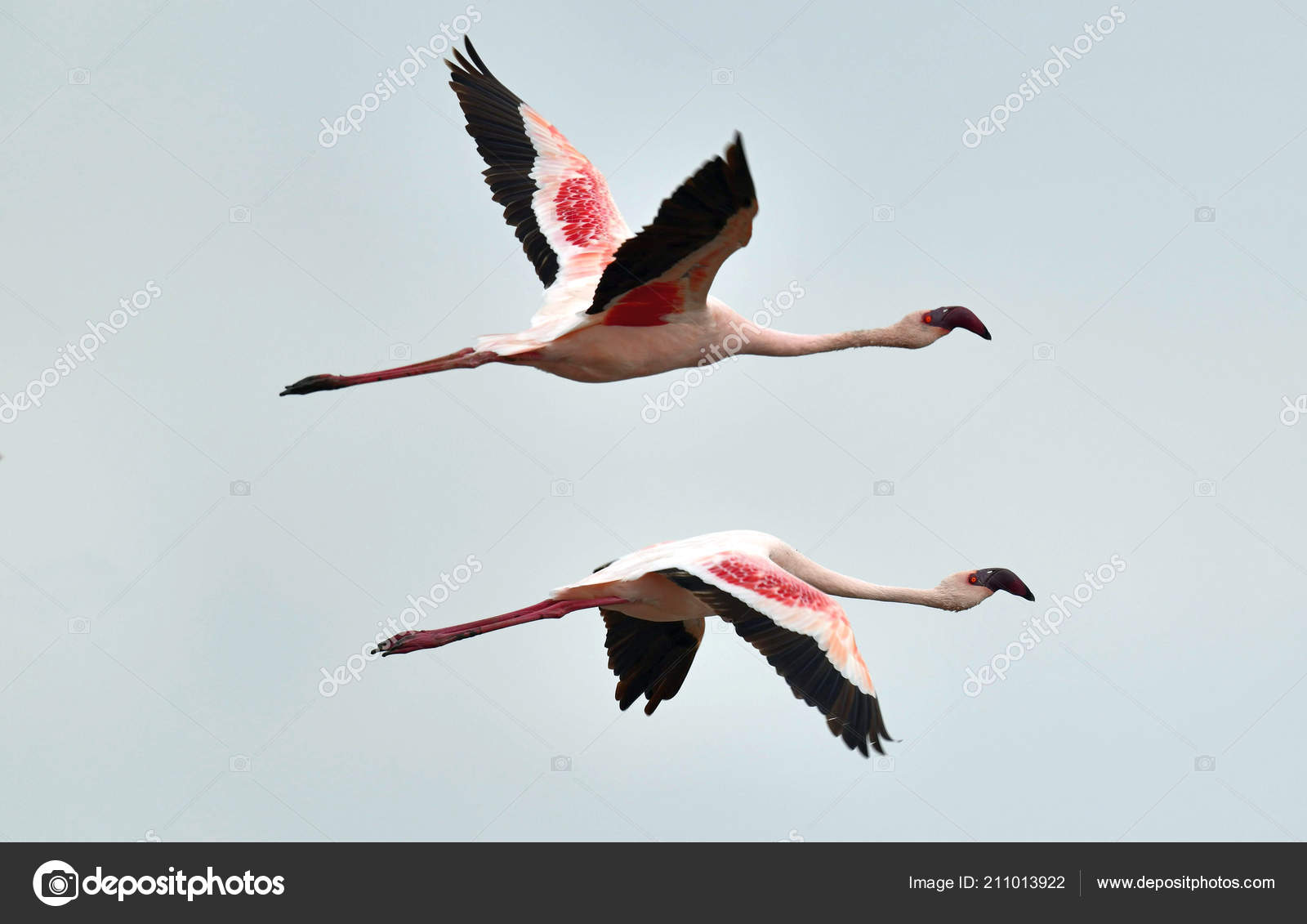 Flamingo Bird Flying