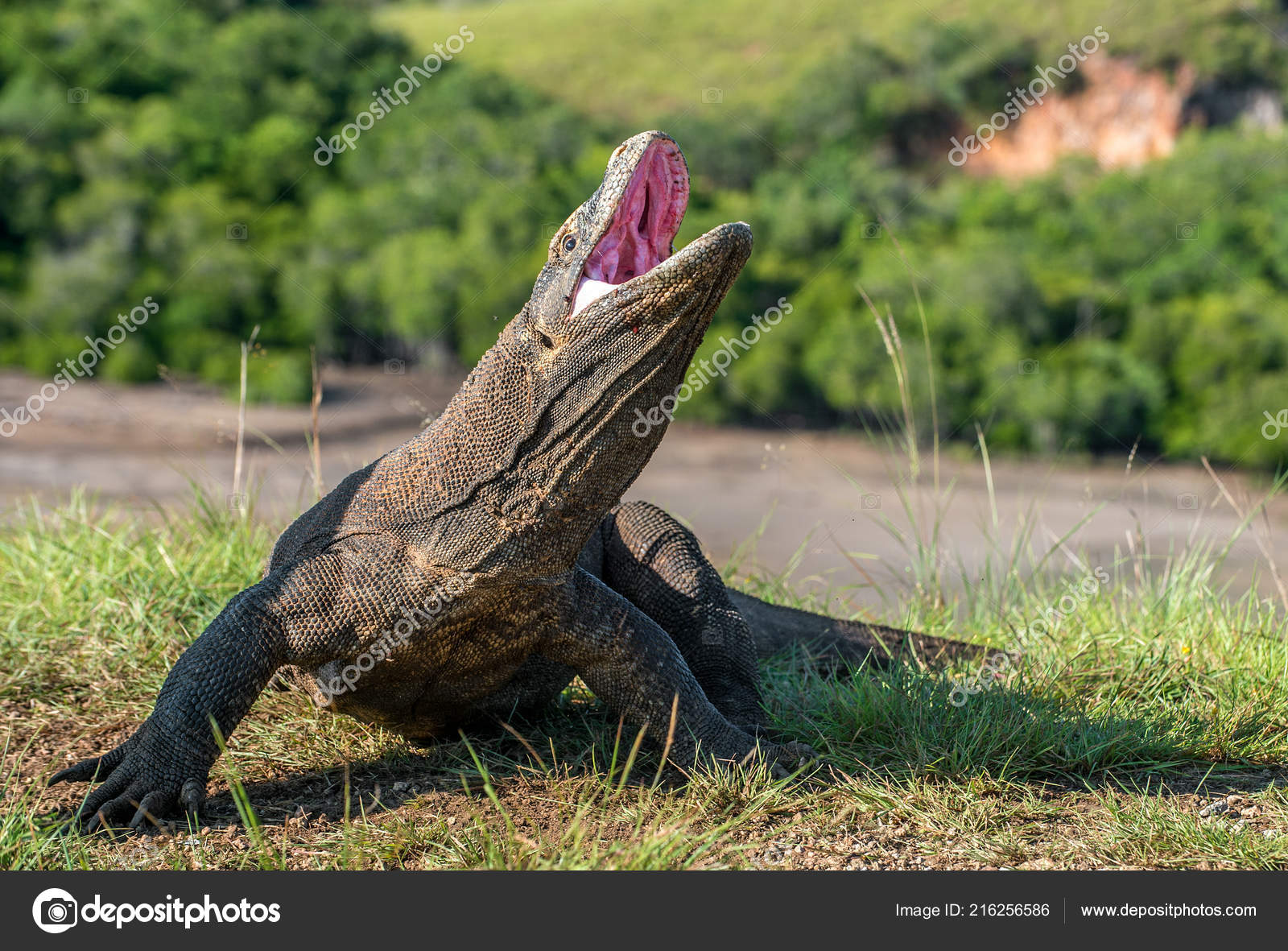 Komodo Dragon Rise Head Open Mouth Natural Habitat Scientific Name ...