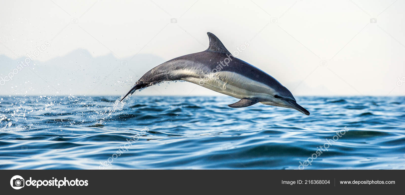 Dolphin Jumping Out Of Water