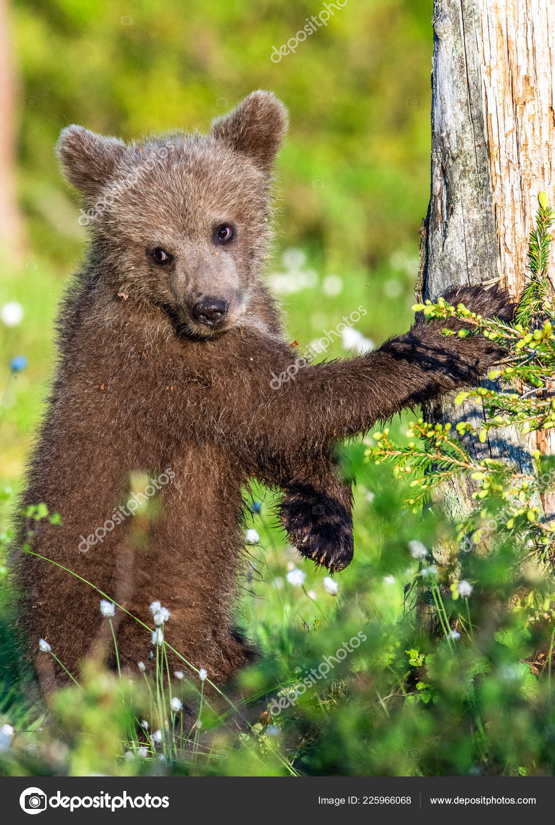 Brown Bear Cub Stands Hind Legs Summer Forest Scientific Name — Stock ...