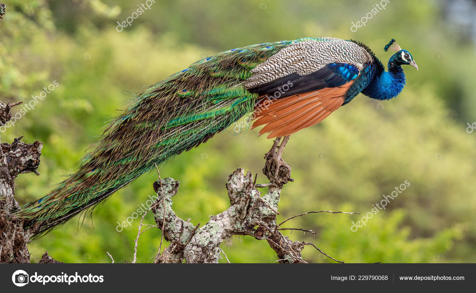 Indian Peacock Flying