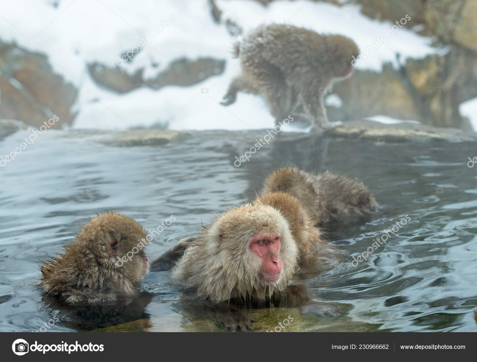 Japanische Makaken Wasser Natürlicher Heißer Quellen Der Japanische ...