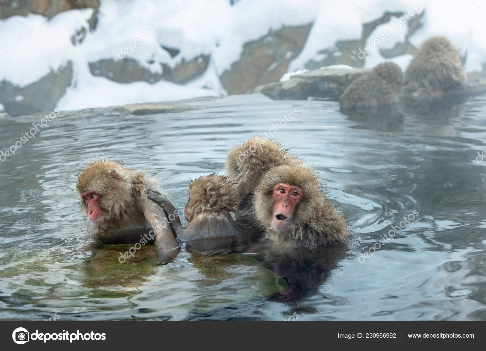 Japanische Makaken Wasser Natürlicher Heißer Quellen Der Japanische ...