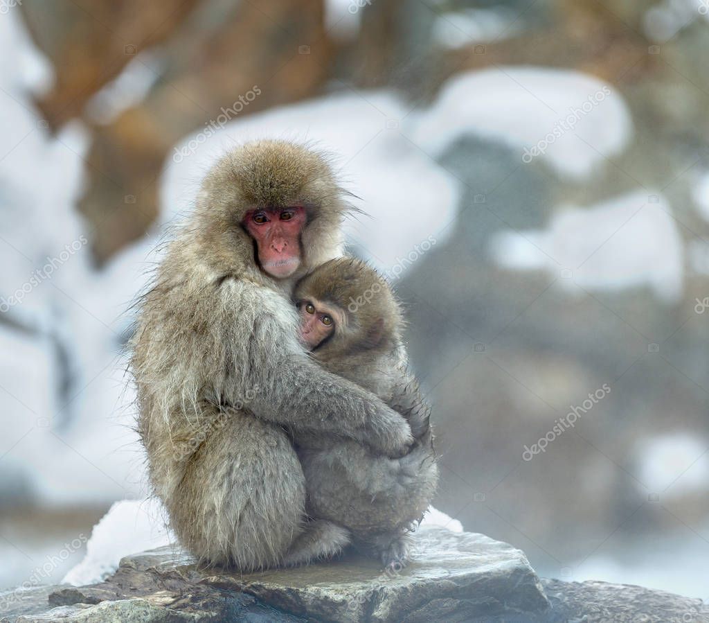 Macaco japonés y cachorro cerca de las aguas termales naturales. El ...