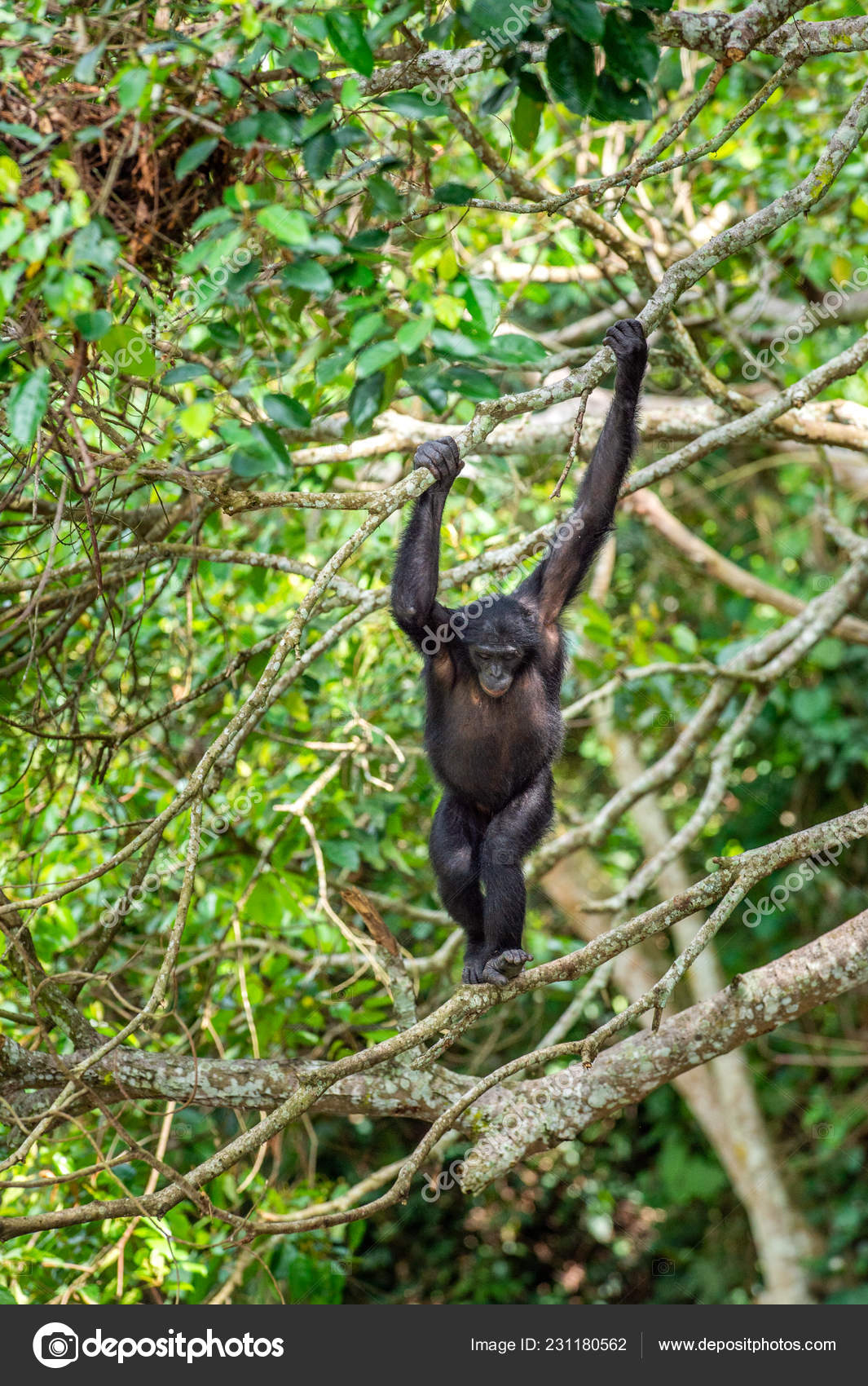 Bonobo Tree Natural Habitat Green Natural Background Bonobo Pan ...