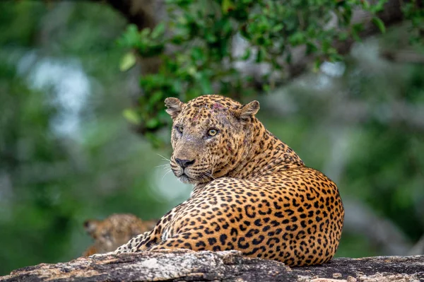 The Sri Lankan leopard Stock Photo by ©SURZet 173517752