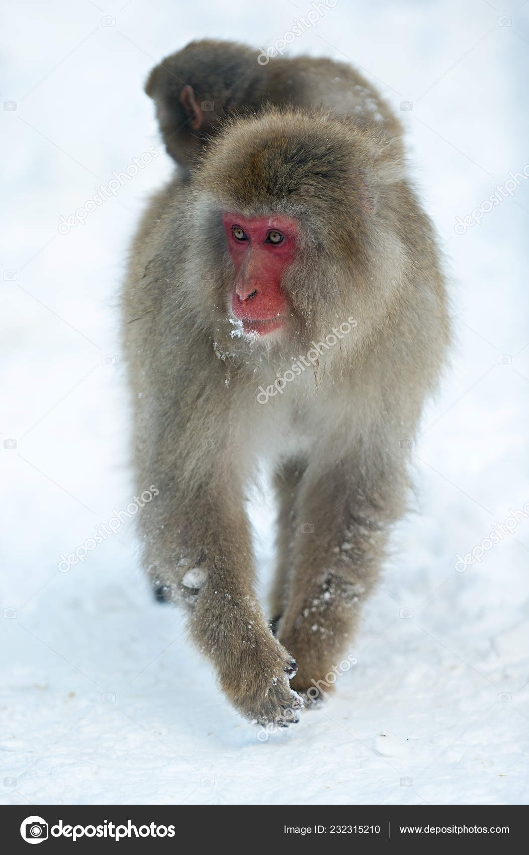 Cub Japanese Macaque Back Japanese Macaque Scientific Name Macaca ...