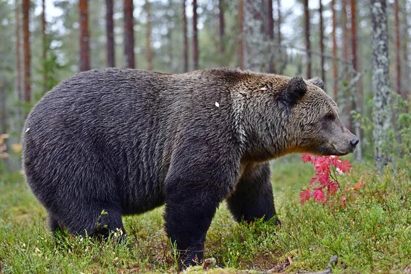 Enorme urso macho images libres de droit, photos de Enorme urso macho ...