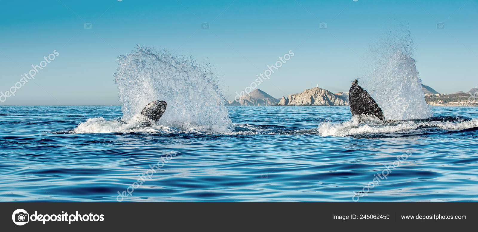 Whale Back Dorsal Fin Humpback Whale Pacific Ocean Stock Photo by ...
