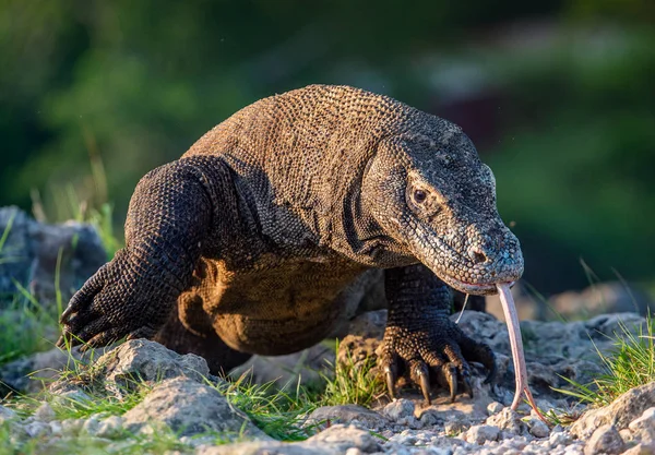 Komodo Dragon Stuck Out His Forked Tongue Sniff Air Scientific — Stock ...