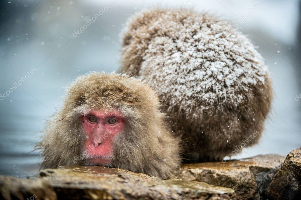 Los macacos japoneses en las aguas termales naturales Jigokudani ...