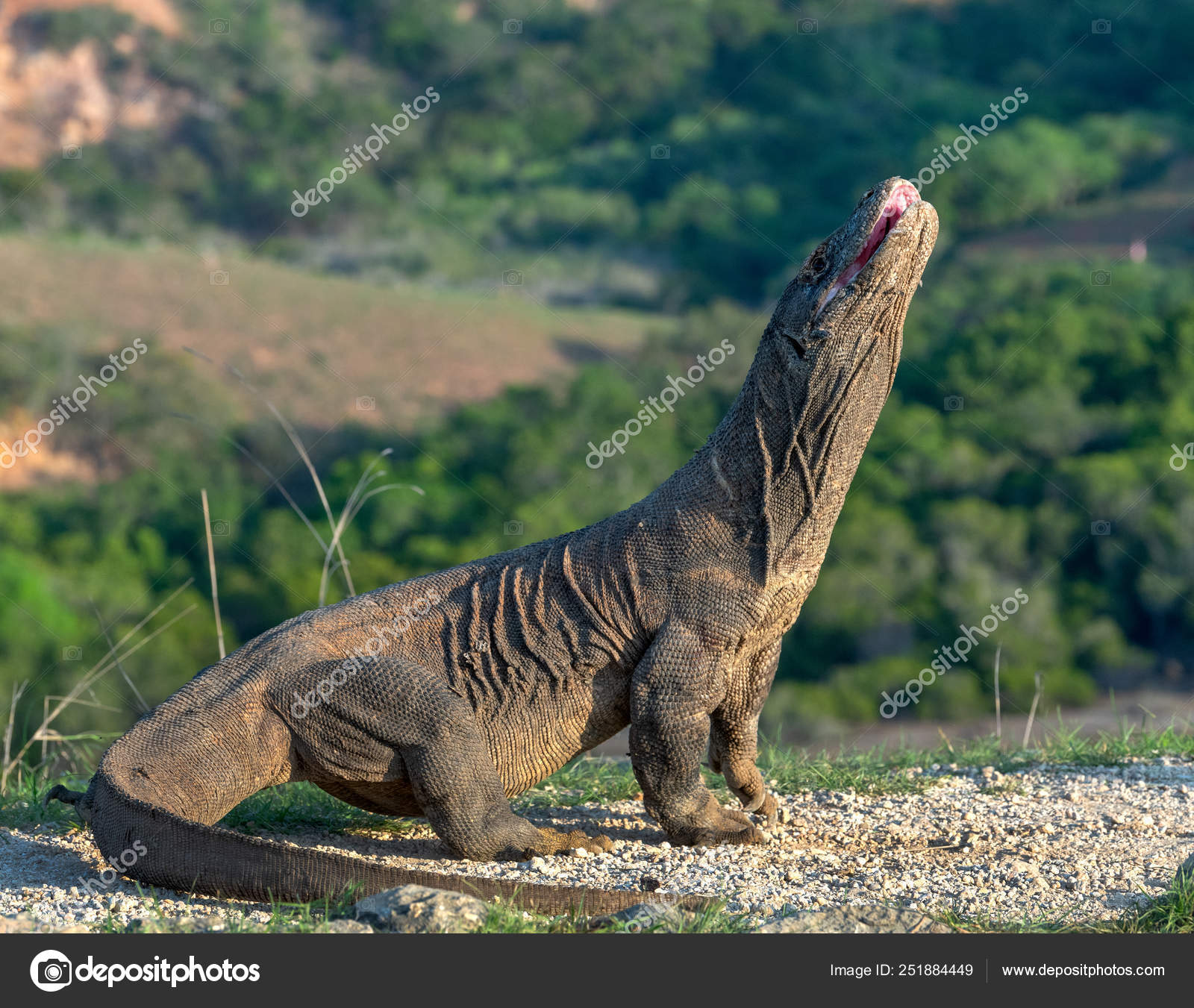 Komodo Dragon Raised Head Open Mouth Komodo Dragon Scientific Name ...