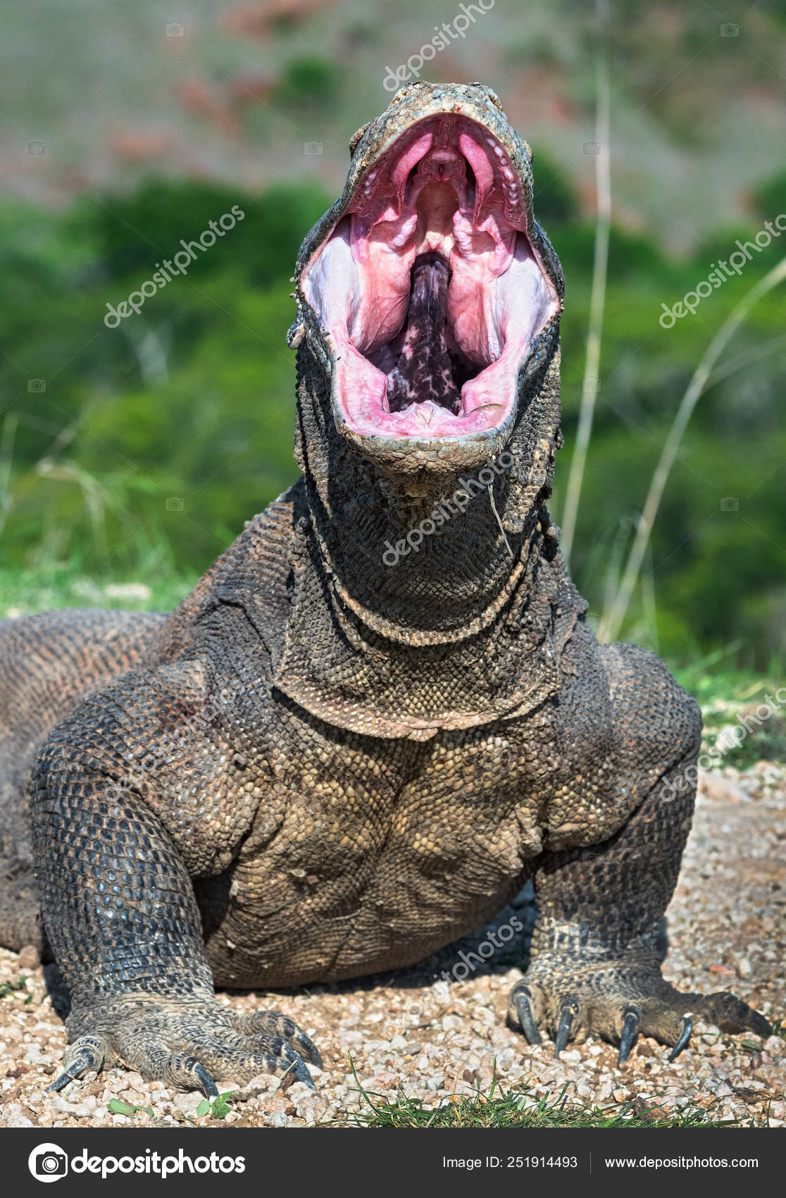 Komodowarane Steckbrief Komodowarane Drachen Im Regenwald