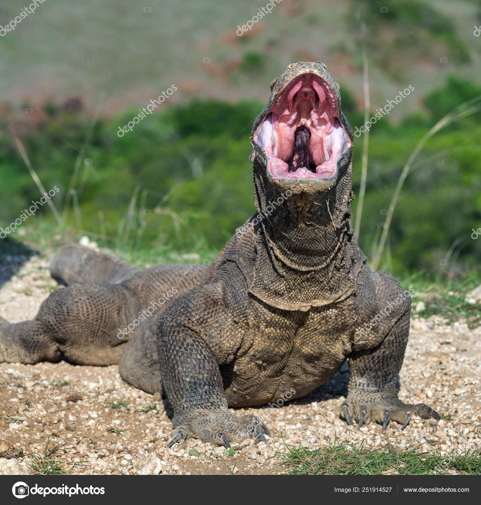 Open Mouth Komodo Dragon Close Portrait Front View Komodo Dragon Stock ...