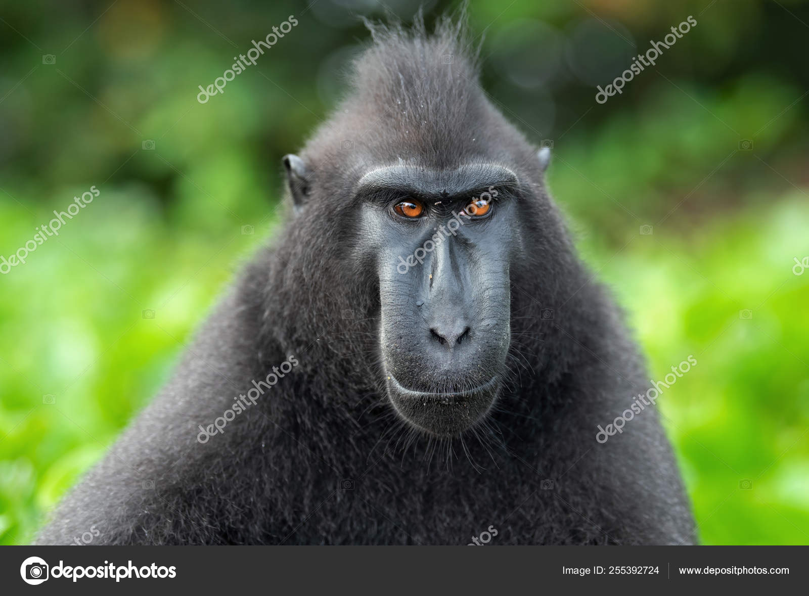 Kera Celebes Berdada Besar Kera Hitam Berjambul Kera Berdada Sulawesi ...