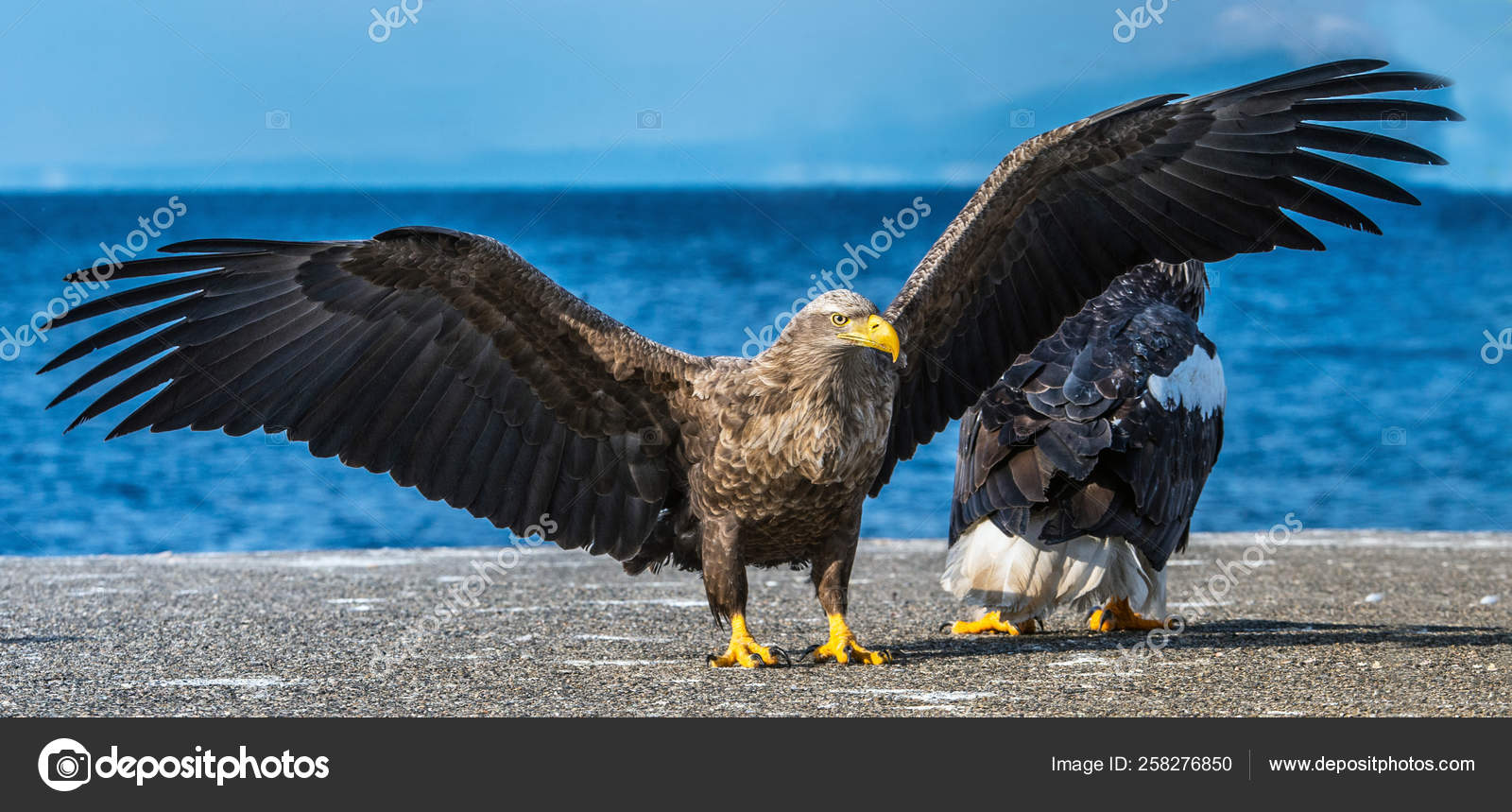 Eagle Landing Front View