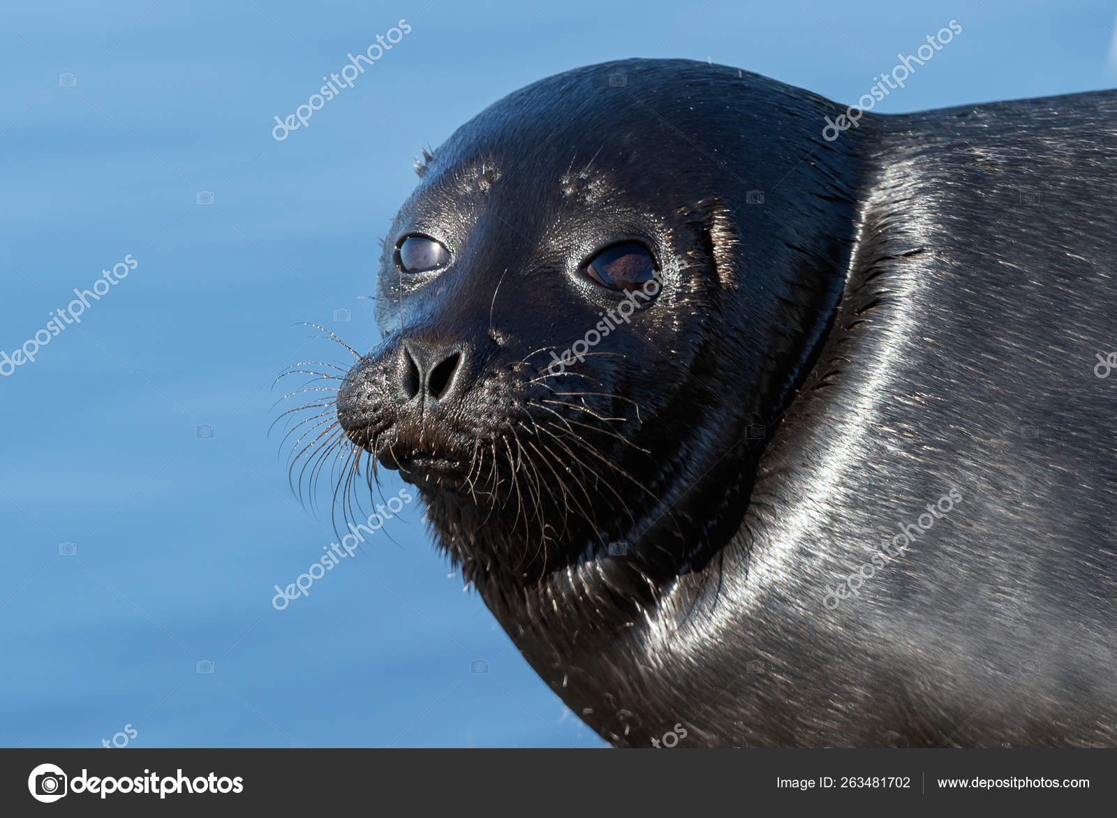 Foca Anillada Ladoga Retrato Vista Lateral Nombre Científico Pusa ...