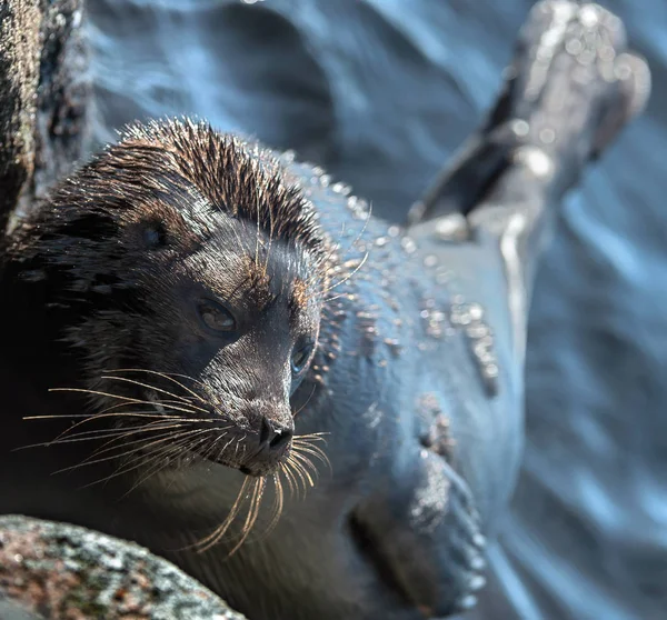 La foca anillada Ladoga. Nombre científico: Pusa hispida ladogensis. La ...