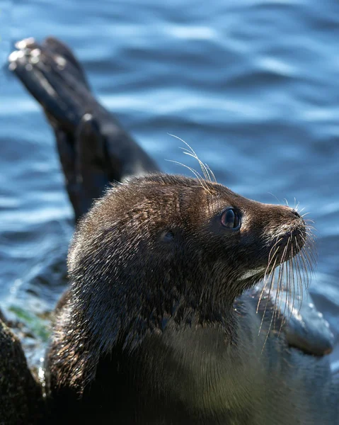 La foca anillada Ladoga. Retrato de vista lateral. De cerca. Nombre ...
