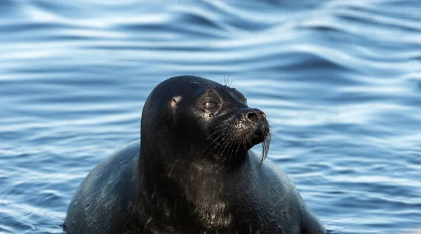 Ladoga Ringed Seal Close Portrait Blue Water Background Scientific Name ...