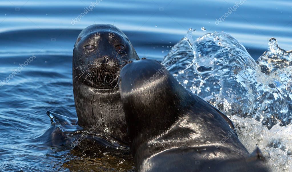 Las focas anilladas de Ladoga. Nombre científico: Pusa hispida ...