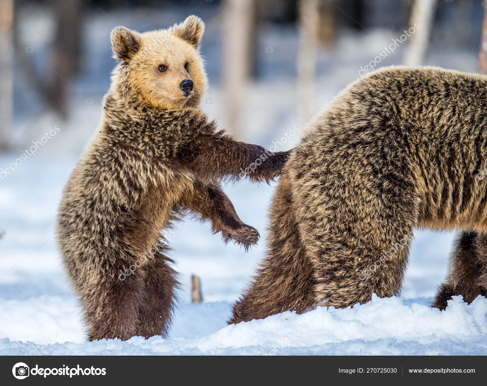 She Bear Cub Snow Bear Cub Standing His Hind Legs Stock Photo by ...