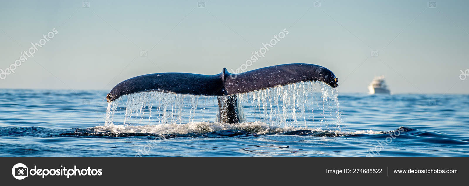 Tail Fin Mighty Humpback Whale Surface Ocean Scientific Name Megaptera ...