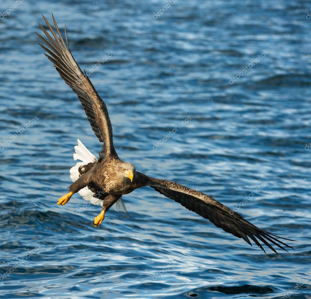 Águila de cola blanca adulta sobre el océano azul. vista frontal ...