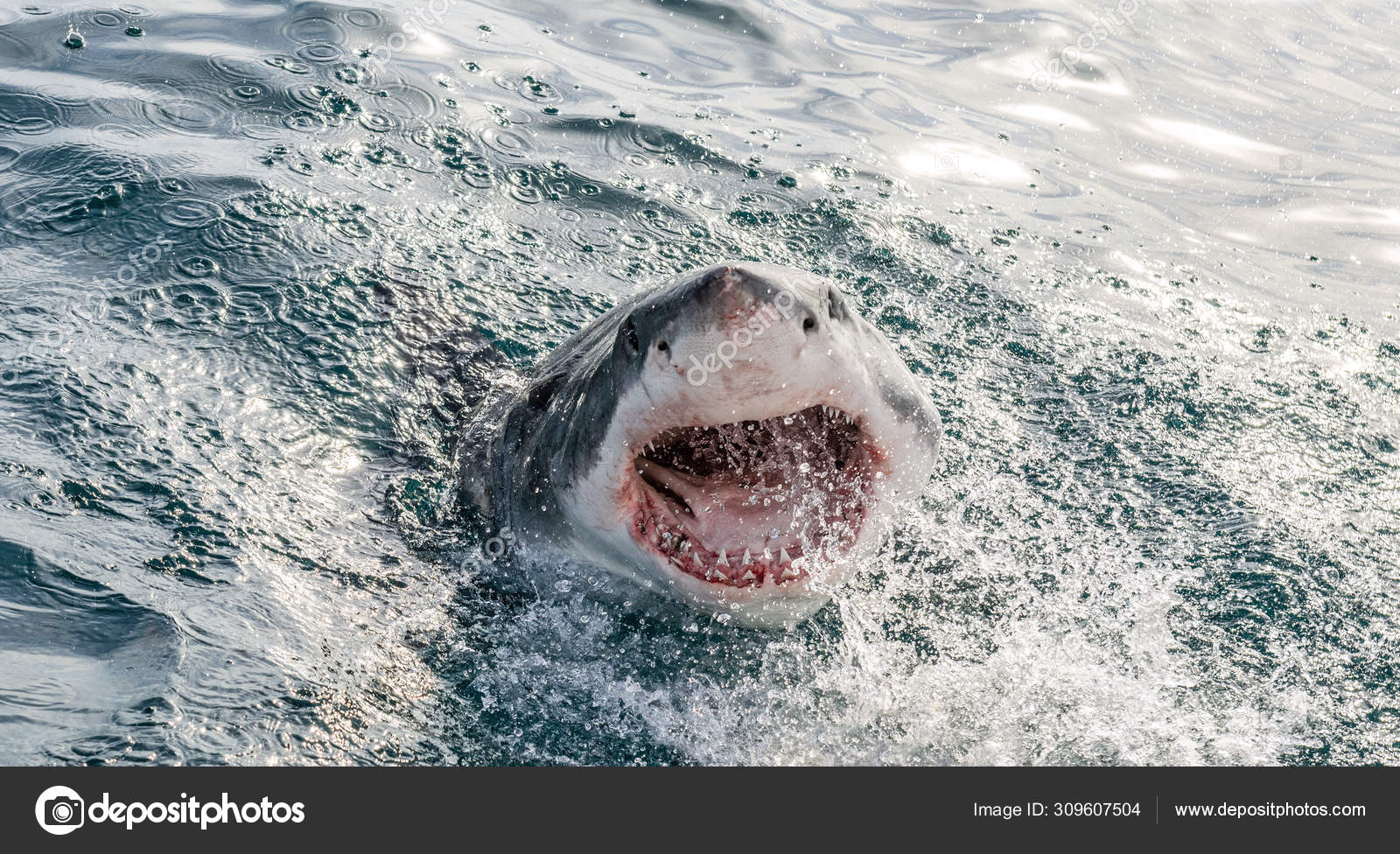 Great White Shark Open Mouth