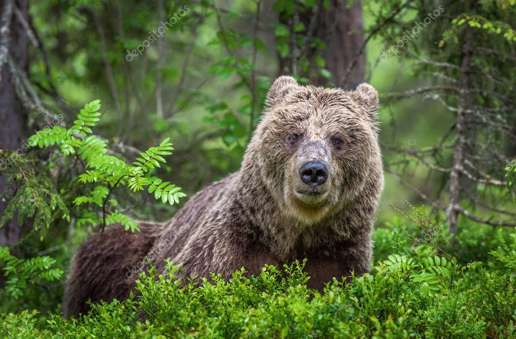 Oso pardo en el bosque de verano. Bosque verde fondo natural. Nombre ...
