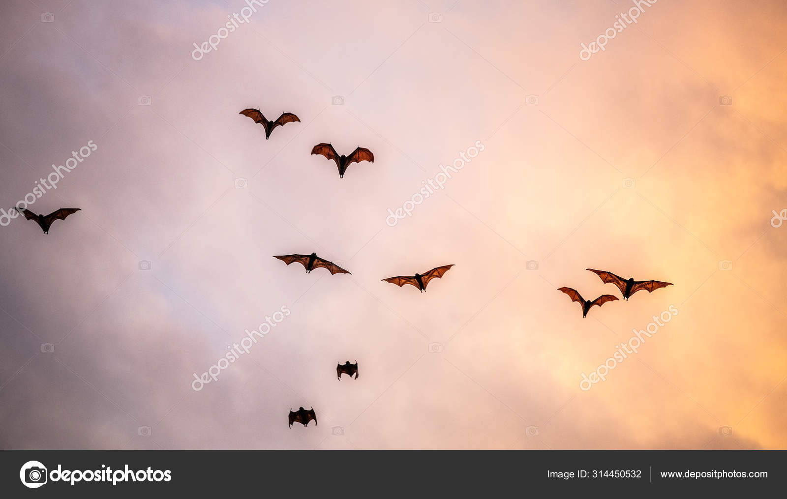 Bats Flying At Dusk