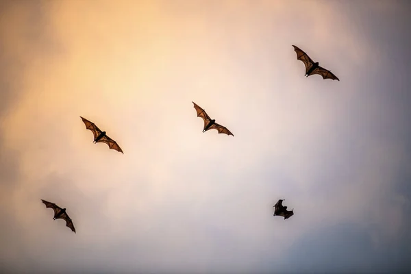 Bats Flying Away