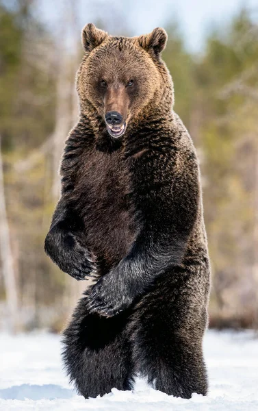 Bear standing Stock Photos, Royalty Free Bear standing Images ...