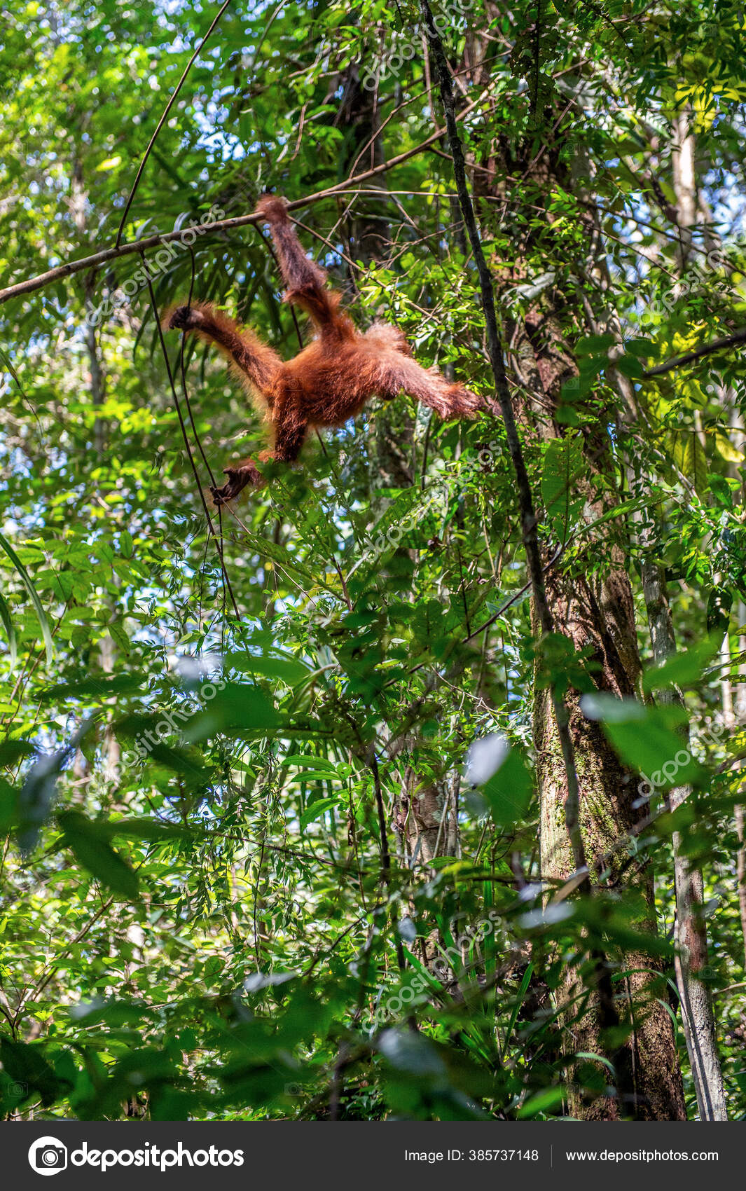 Great Ape Tree Central Bornean Orangutan Pongo Pygmaeus Wurmbii Natural ...