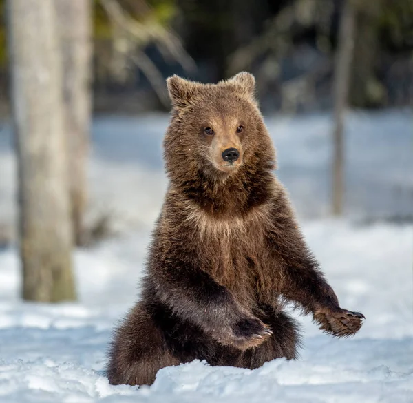 Brown bear cub standing on hind legs on the snow in winter forest ...