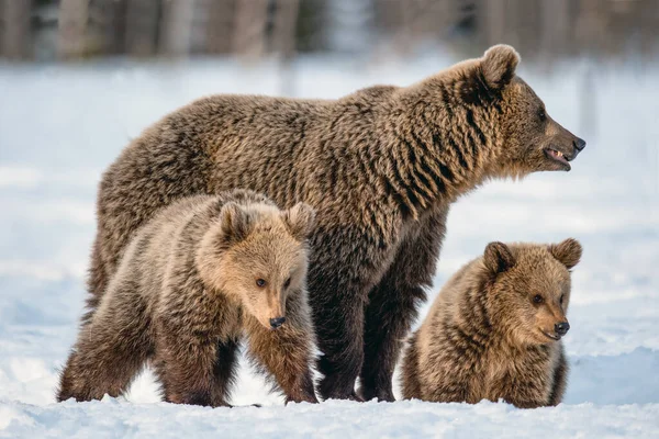 She Bear Standing Its Hind Legs She Bear Bear Cubs — Stock Photo ...