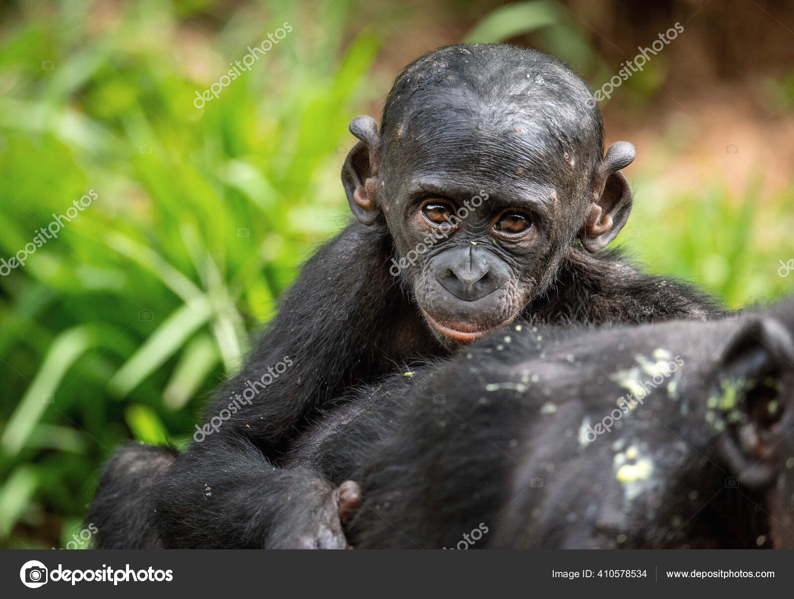 The Bonobos Pan Paniscus) The Bonobo Pan Paniscus),