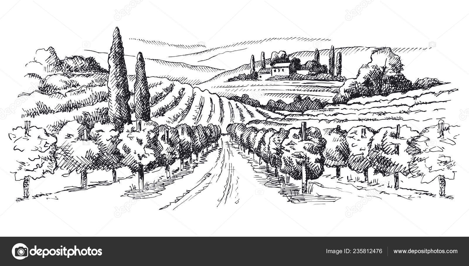 Vineyard Illustration