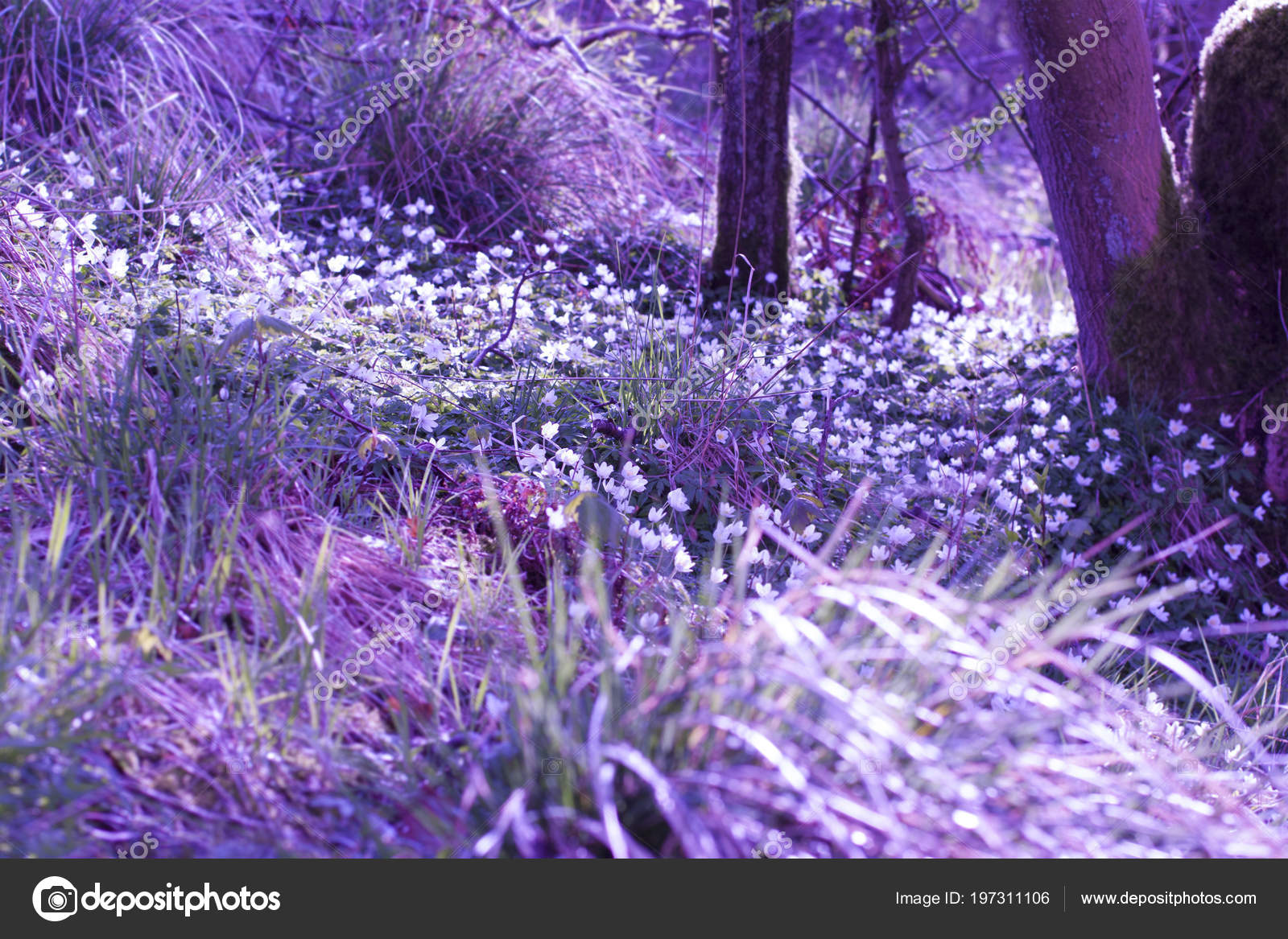Beautiful Forest With Flowers