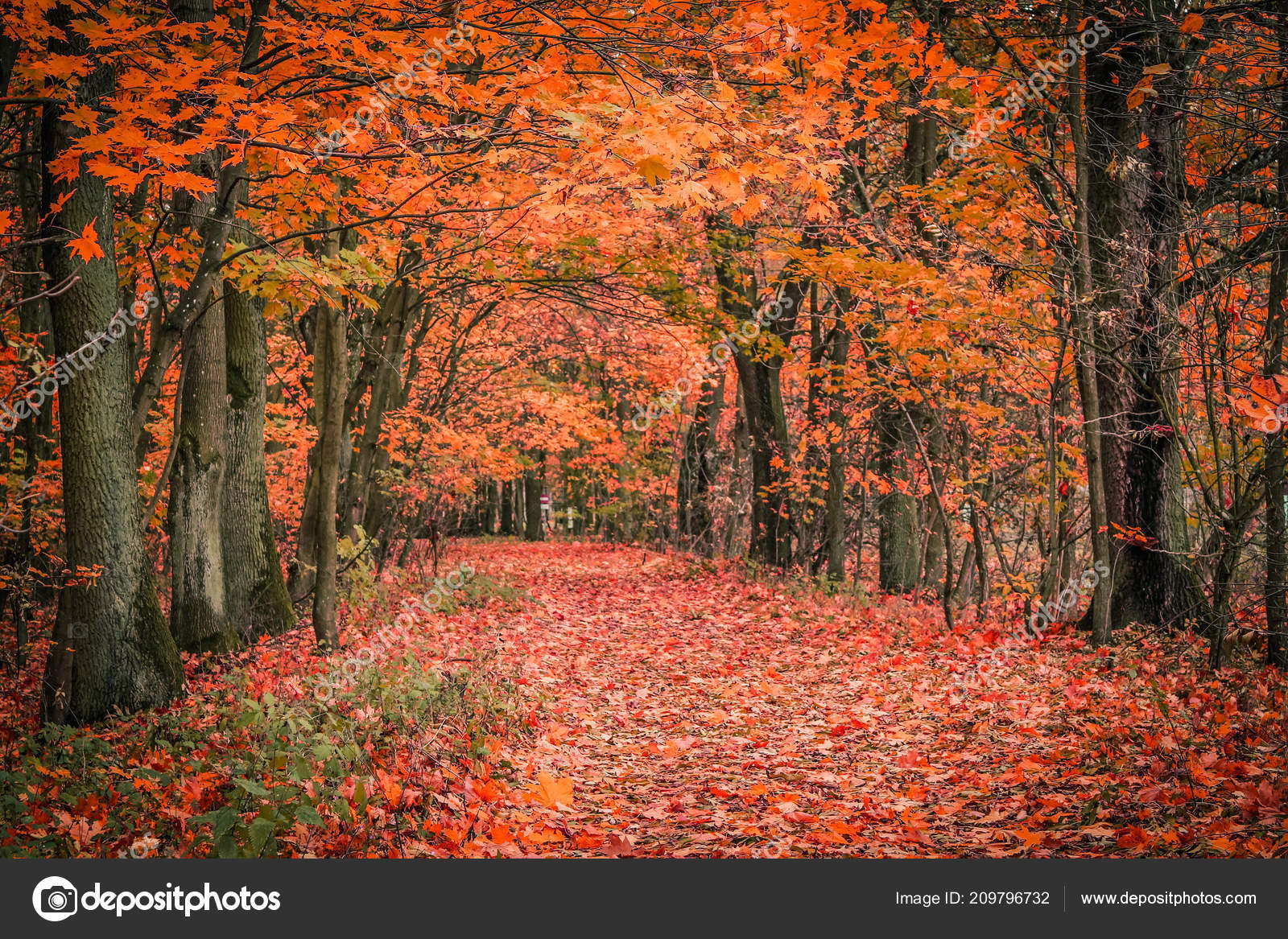 Beautiful autumn scenery | Beautiful Autumn Scenery Line Trees Road ...