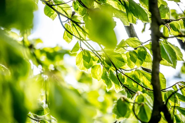 British wildlife Stock Photos, Royalty Free British wildlife Images ...