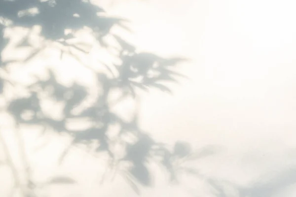 Shadow Background Natural Palm Tree Leaves Falling White Concrete Wall ...