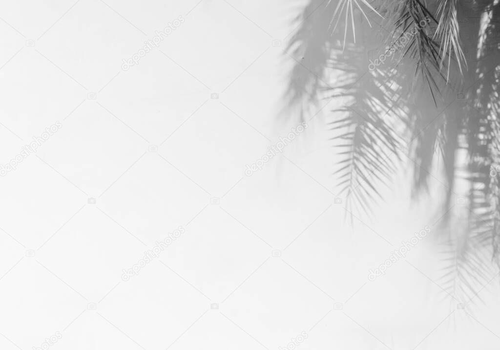 Deja sombra de fondo de rama de árbol y palmera cayendo sobre pared de ...