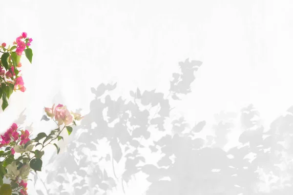 Leaves and flowers shadow of tree pattern background on white wall ...