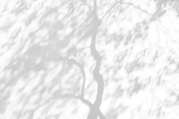 Tree shadow Images - Search Images on Everypixel
