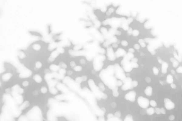 Tree shadow with leaves, branch and light shadow bokeh on white wall ...