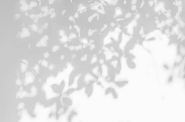 Shadow Background Natural Leaves Tree Branch Pattern White Concrete ...