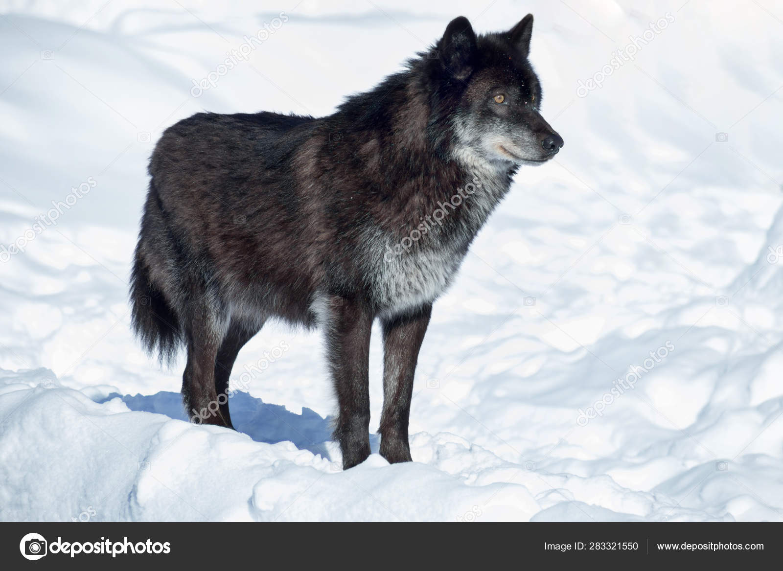 Black Canadian Timber Wolf