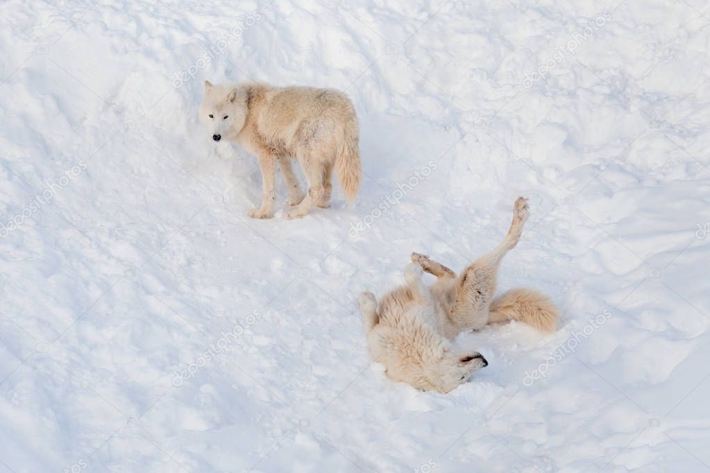 Dos lobos salvajes de tundra Alaska están jugando en la nieve blanca ...